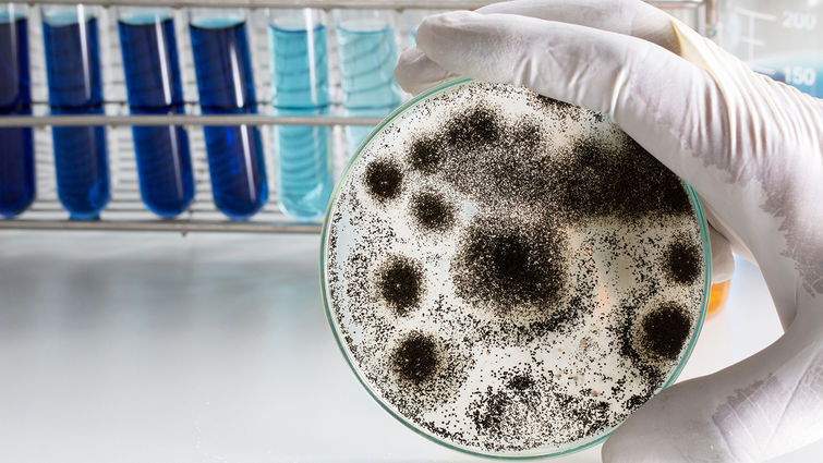 Researchers Find Mold Contamination In Eastern Coachella Valley Lluh News